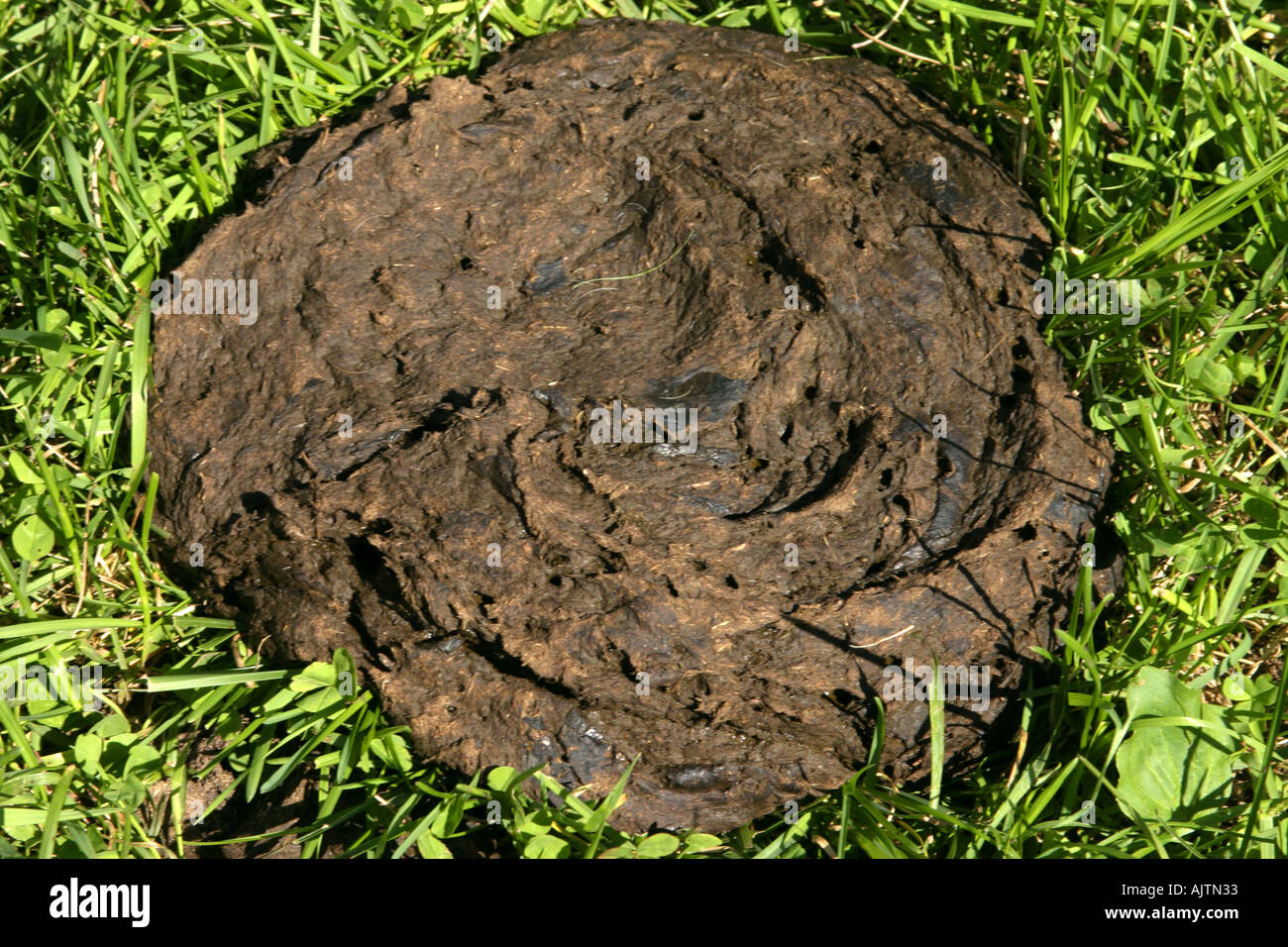 Cowdung hi-res stock photography and images - Alamy