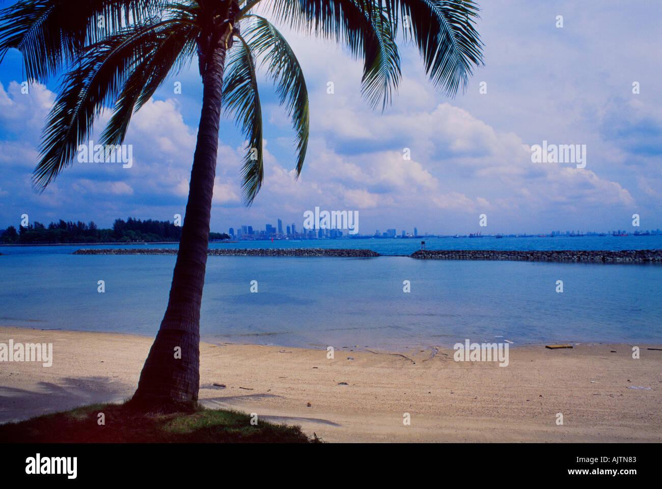 Singapore Kusu Island Palm Tree Stock Photo - Alamy