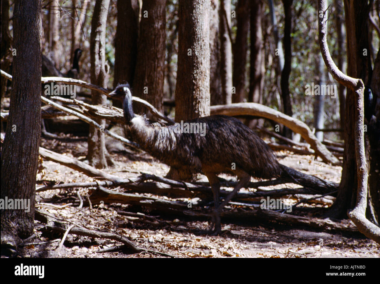 Queensland Australia Emu In Rainforest Wildlife Sanctuary Stock Photo ...