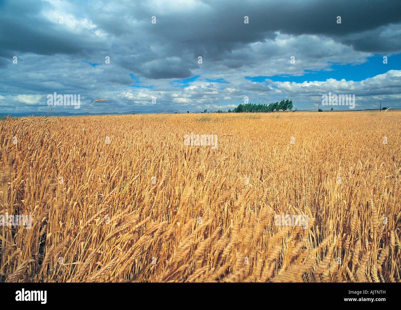 Wheat field, Konya Turkey Stock Photo - Alamy