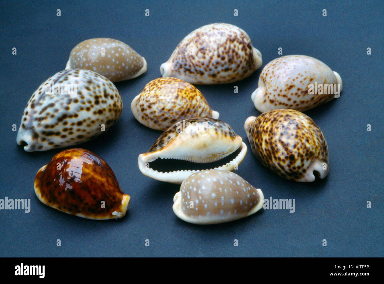 Cowrie shells hi-res stock photography and images - Alamy
