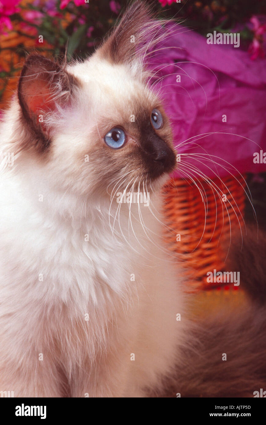 Blue mitted ragdoll hi-res stock photography and images - Alamy