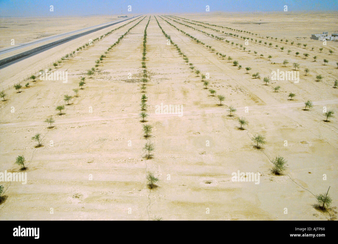 Desert plants qatar hi-res stock photography and images - Alamy