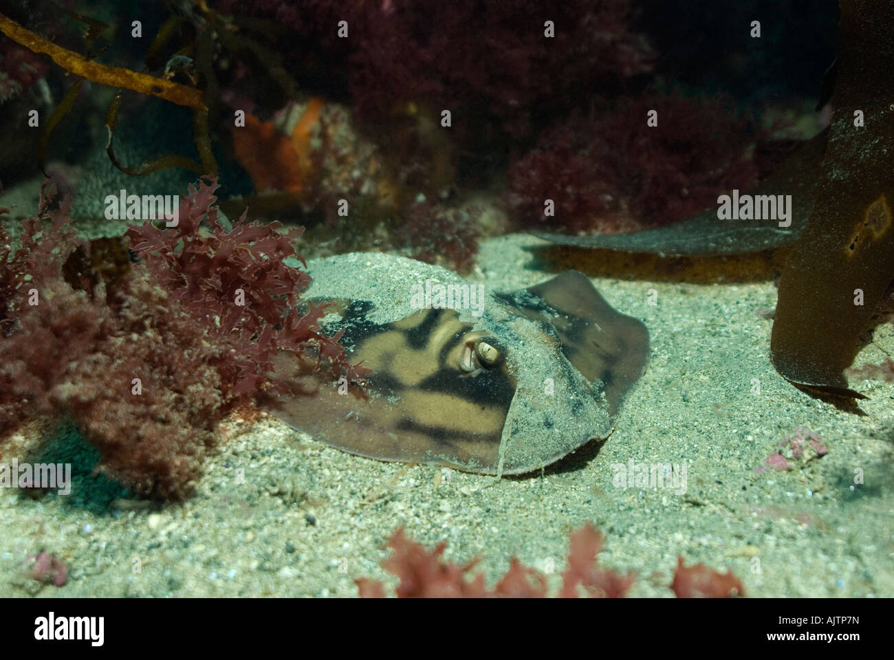 Crossback Stingray Urolophus cruciatus Tasmania Australia Stock Photo ...