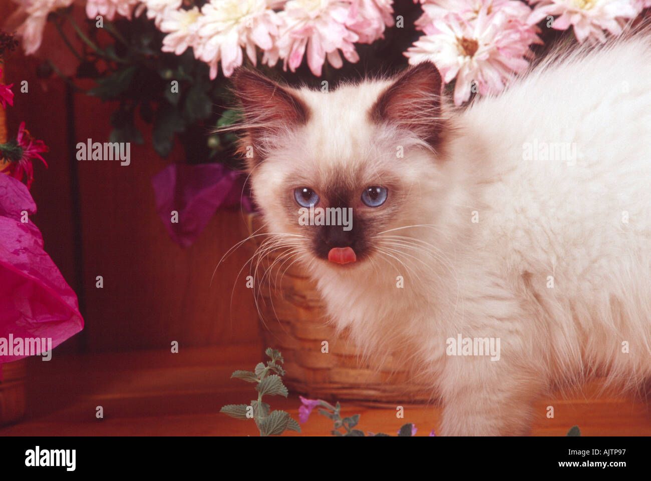 kitten Sealpoint Mitted Ragdoll standing on table with flowers blue ...
