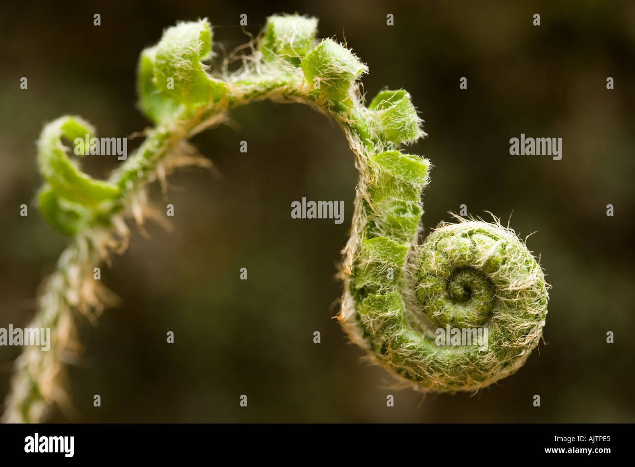 Gulf brook ravine hi-res stock photography and images - Alamy