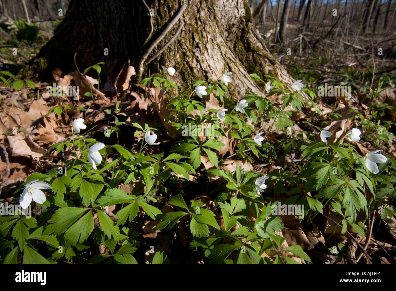 Wood Anemone Anemone quinquefolia blooms in early spring Hardwood ...