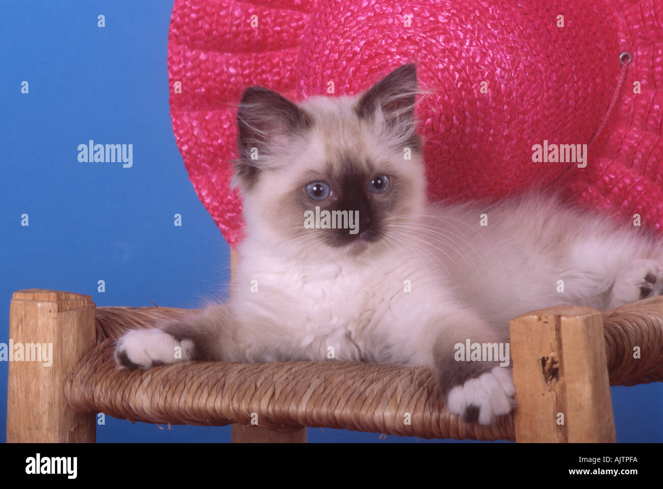kitten Sealpoint Mitted Ragdoll blue eyes lying on rustic child s chair ...