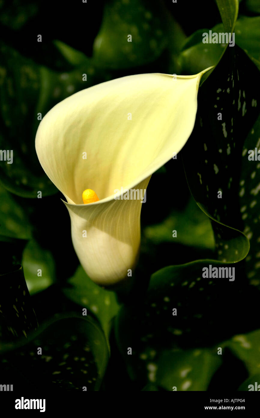 Creamy white calla lily hi-res stock photography and images - Alamy
