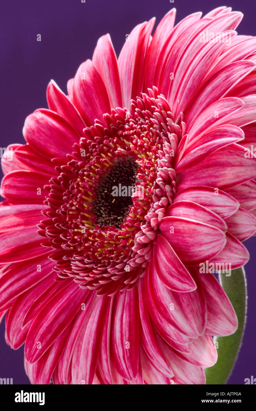 Detailed gerbera hi-res stock photography and images - Alamy