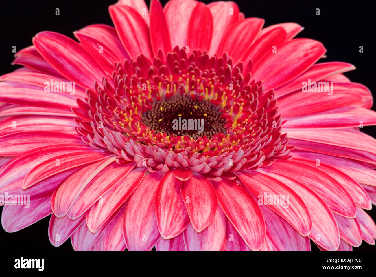 Bold flower hi-res stock photography and images - Alamy
