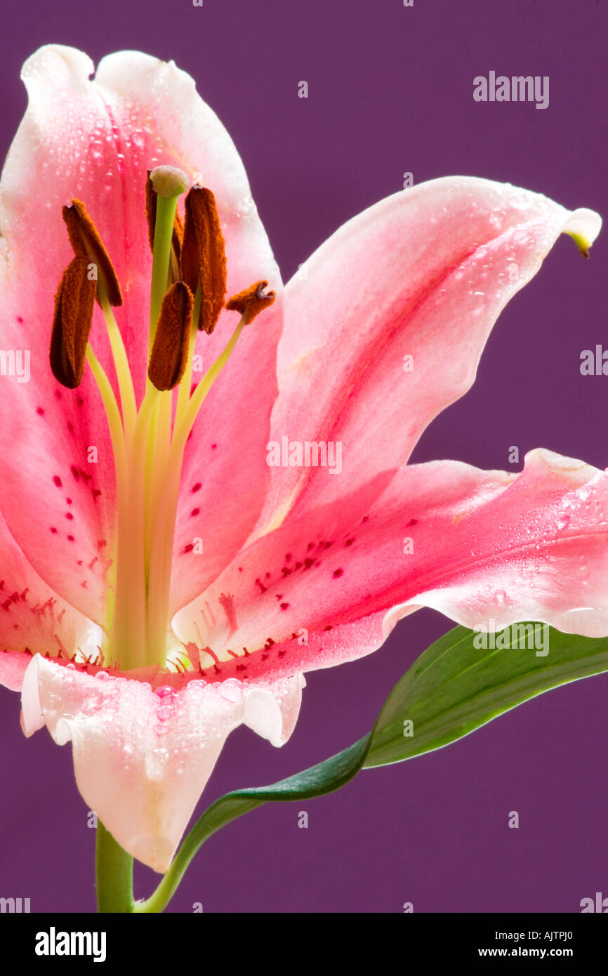 Off pink hi-res stock photography and images - Alamy