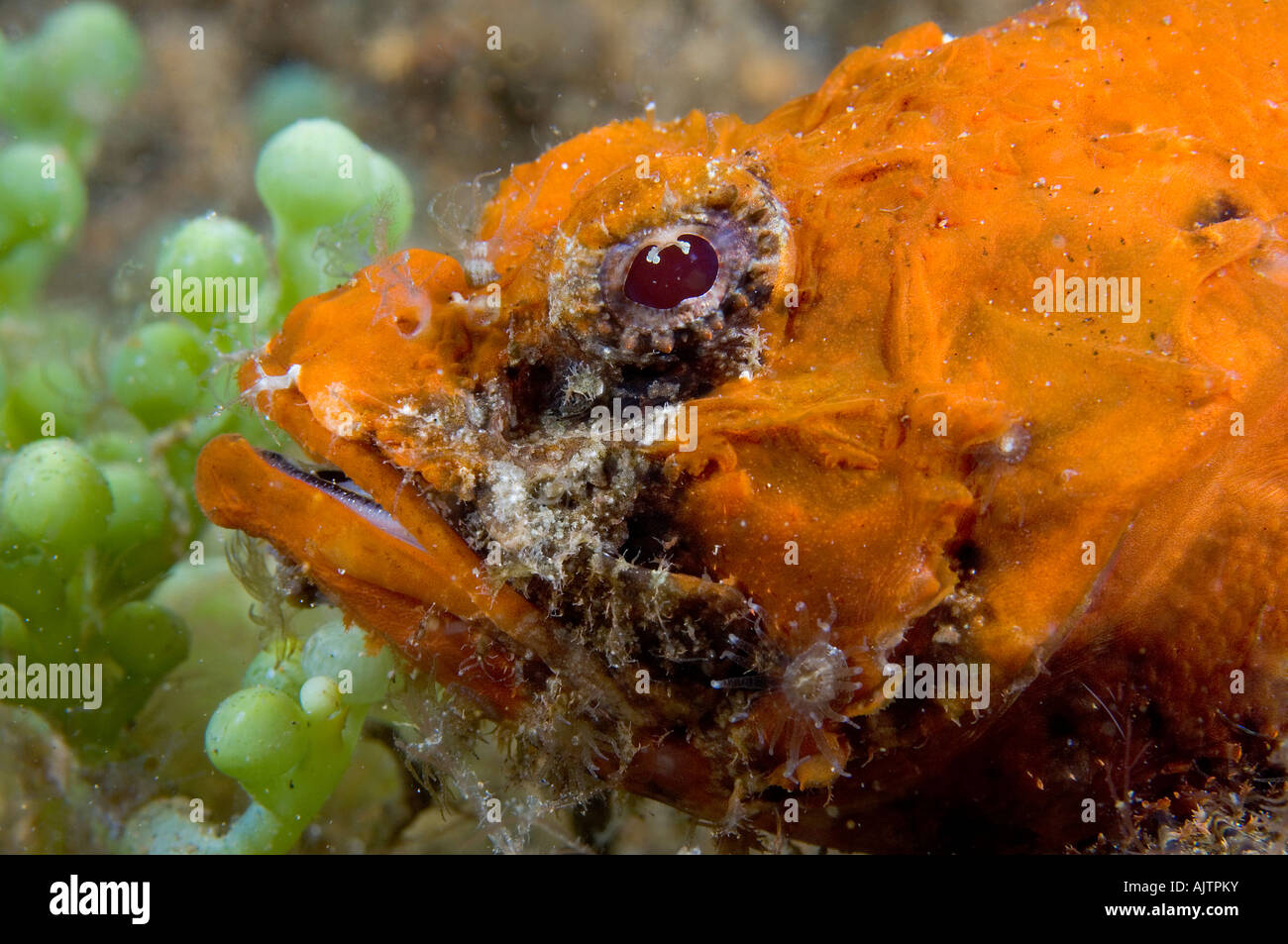 Stonefish Sting
