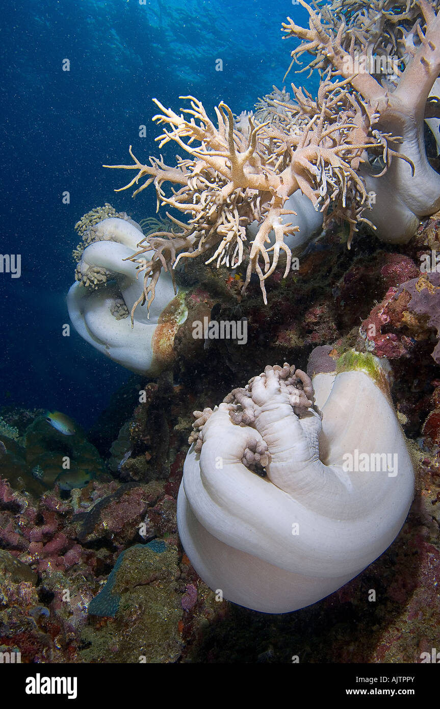 Alcyonaria Stock Photos & Alcyonaria Stock Images - Alamy