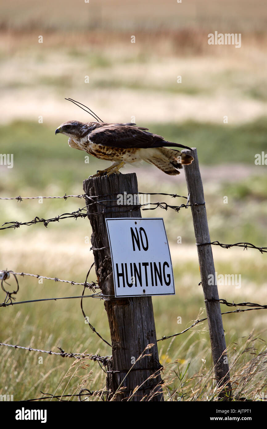 Rough legged hawk perched hi-res stock photography and images - Alamy