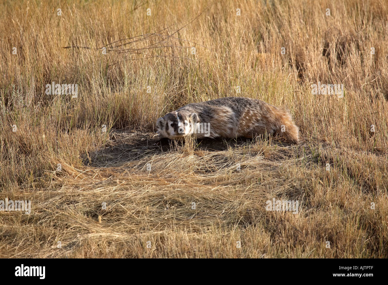 American Badger in shortgrass near the Grasslands National Park in ...