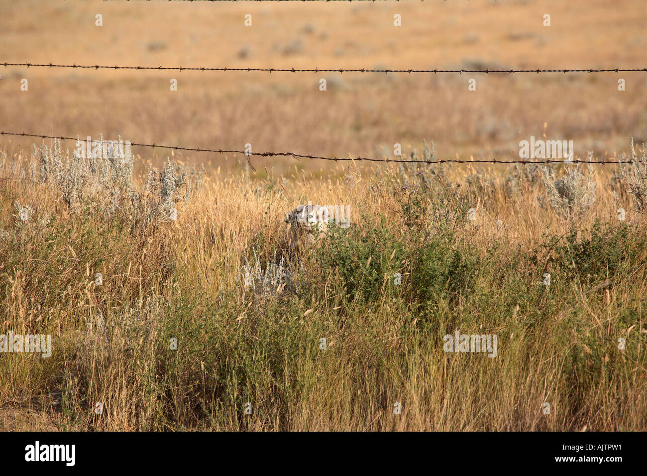 American Badger in its burrow entrance near the Grasslands National ...