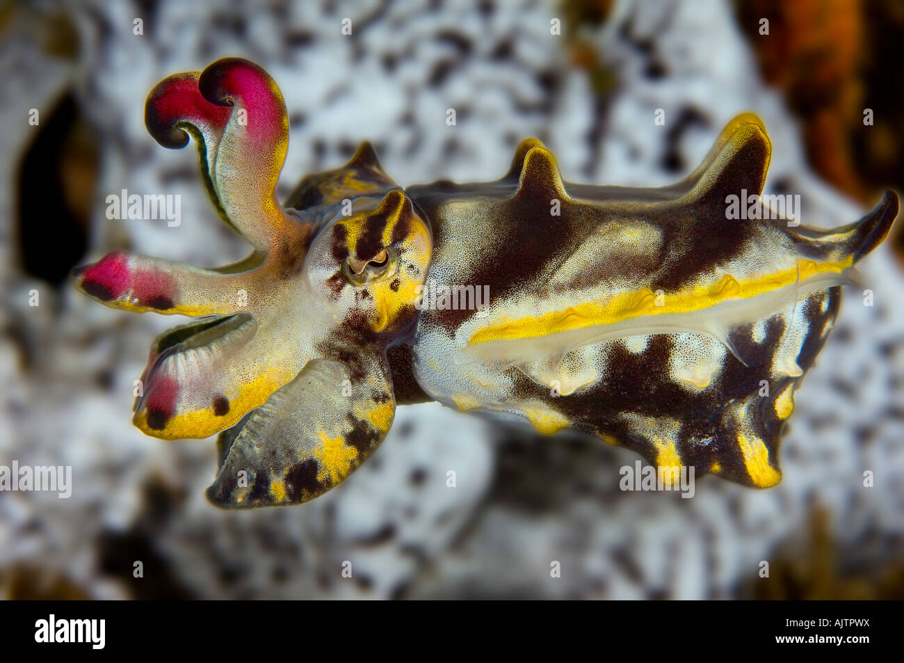 Cuttlefish Stock Photos & Cuttlefish Stock Images - Alamy