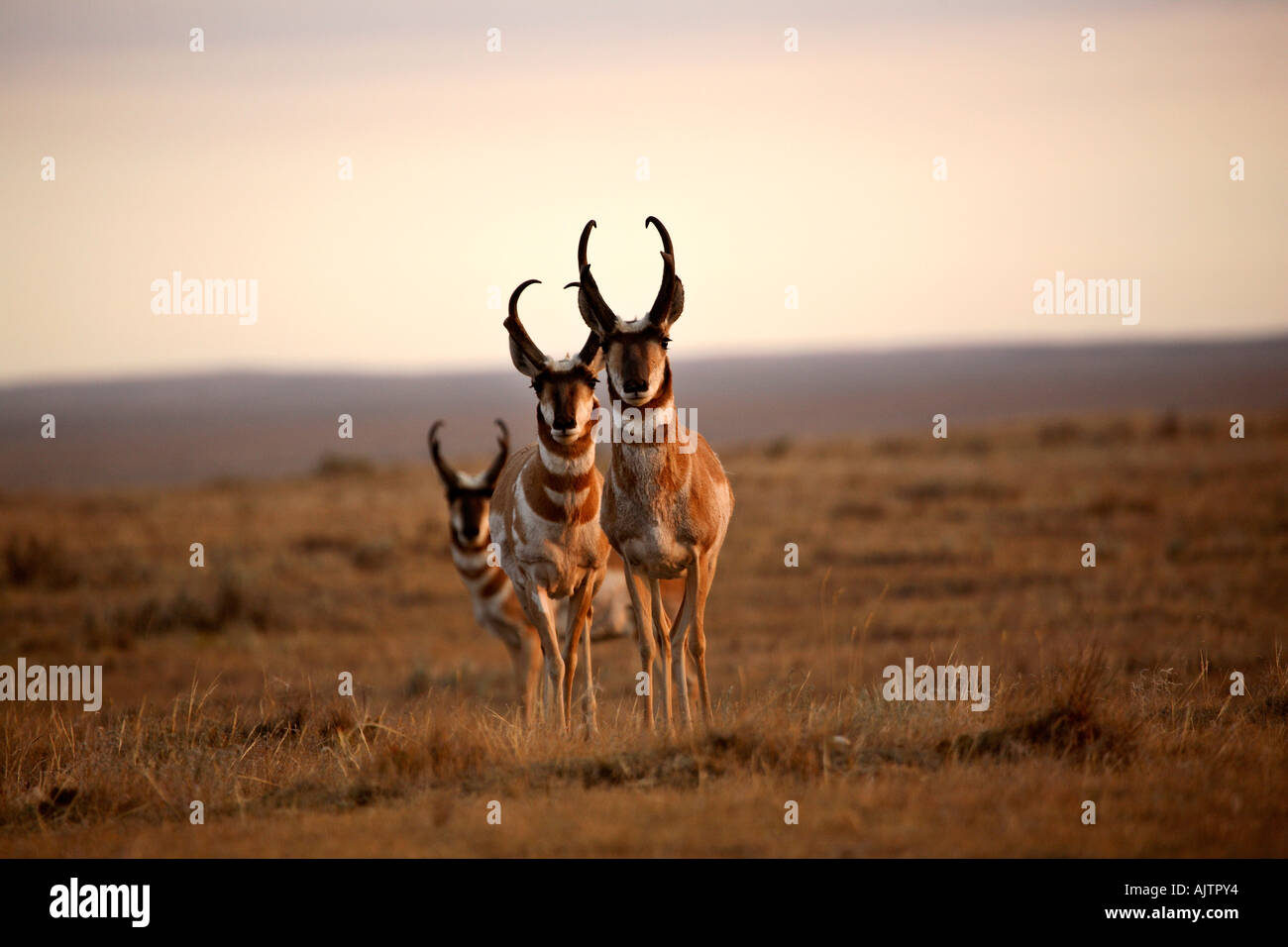 Pronghorn antelope in alberta canada hi-res stock photography and ...