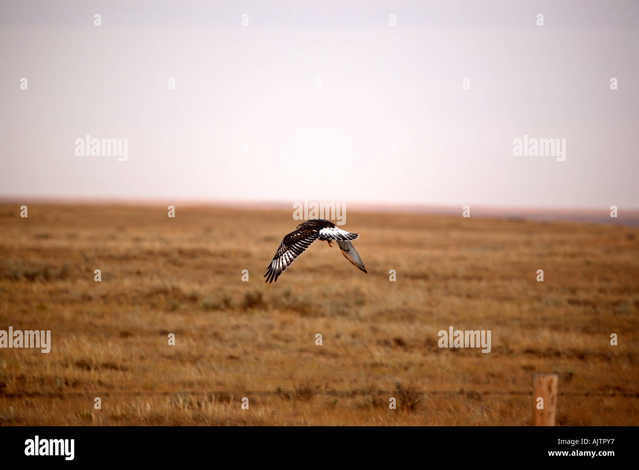Rough-legged Hawk in flight in southeast Alberta Canada Stock Photo - Alamy