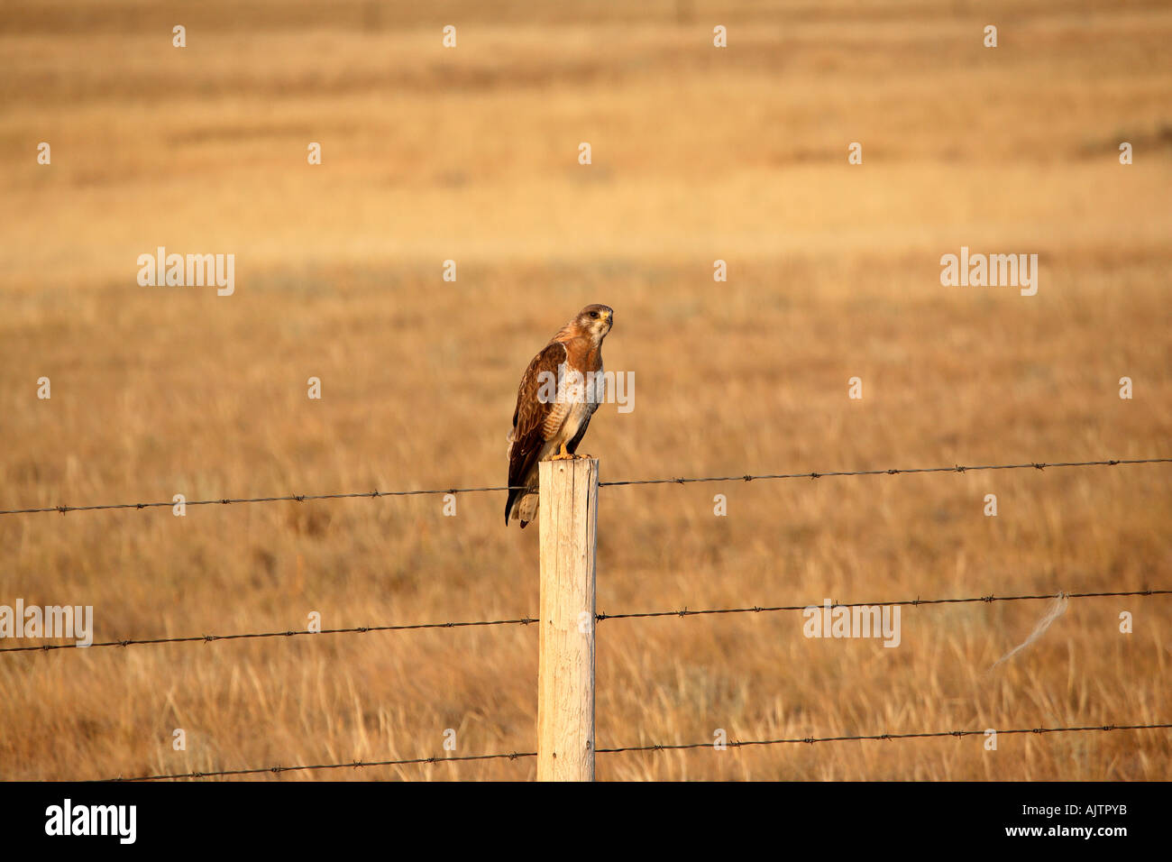 Swainson's Hawk on fence post in southeast Alberta Canada Stock Photo ...
