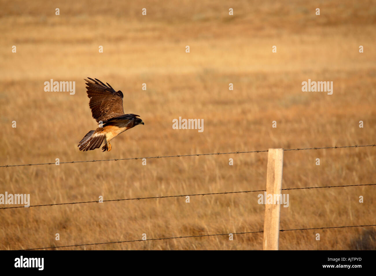 Swainson's Hawk about to land on fence post in southeast Alberta Canada ...