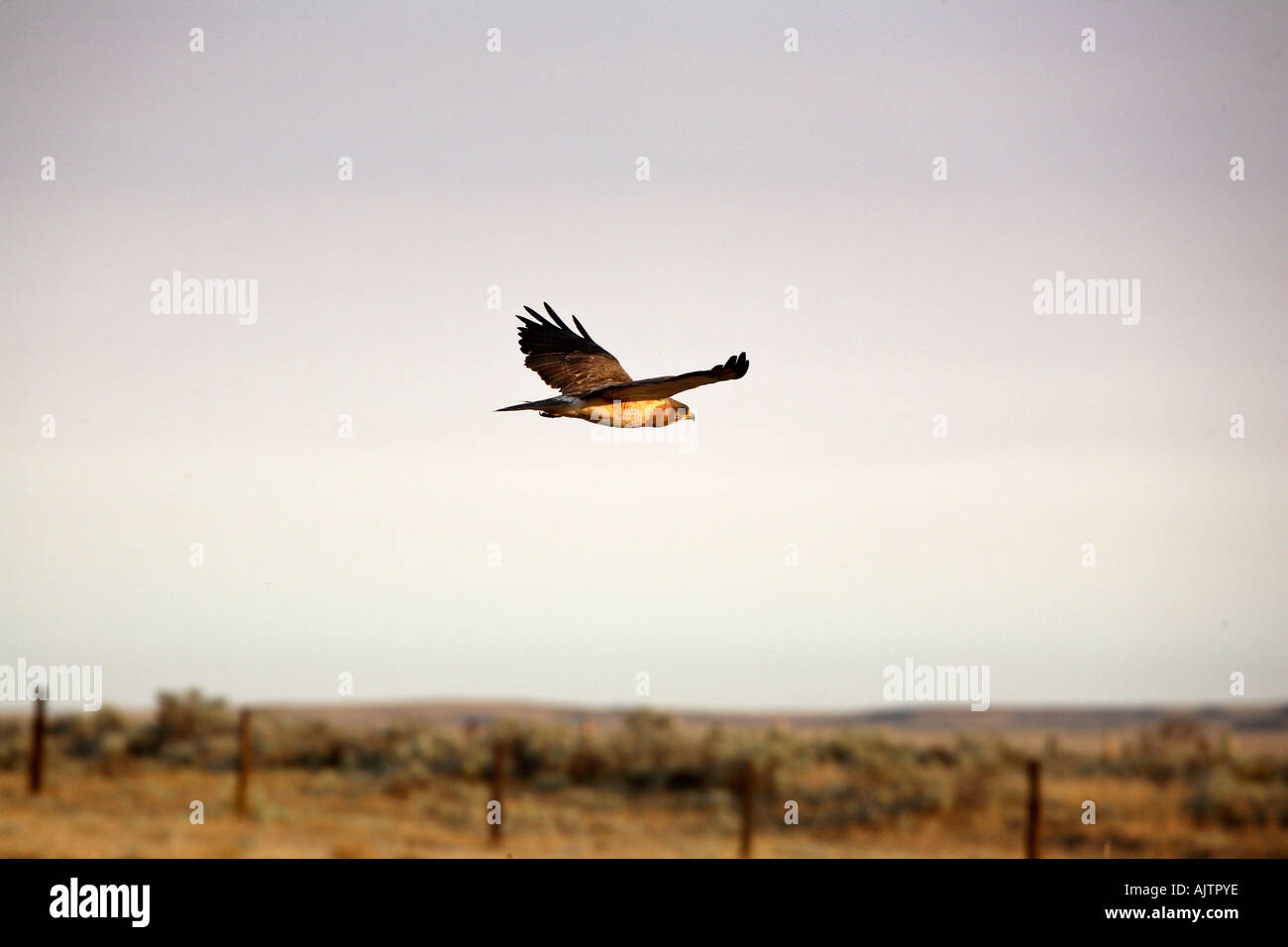 Swainson's Hawk in flight in southeast Alberta Canada Stock Photo - Alamy