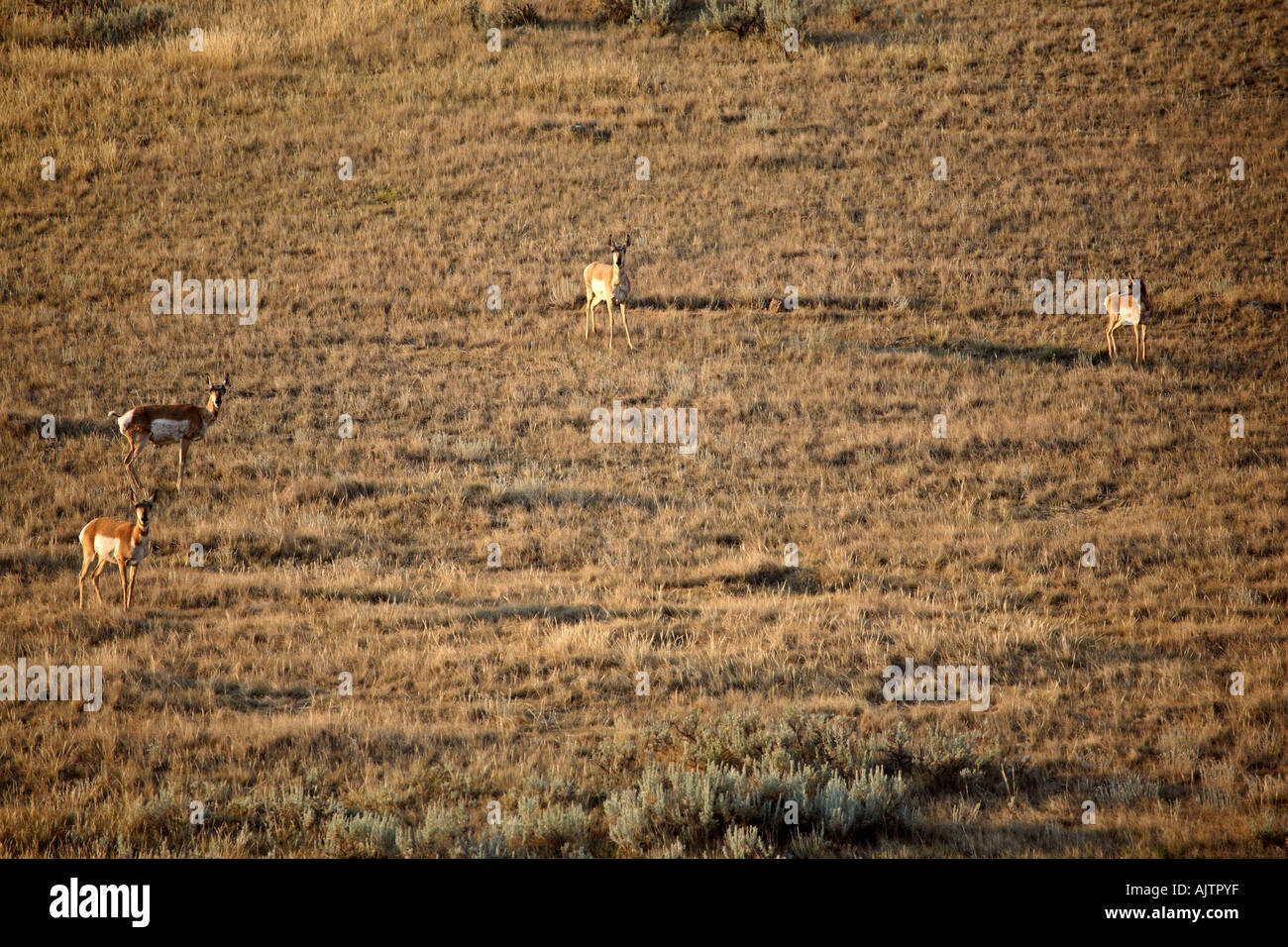 Pronghorn antelope in alberta canada hi-res stock photography and ...