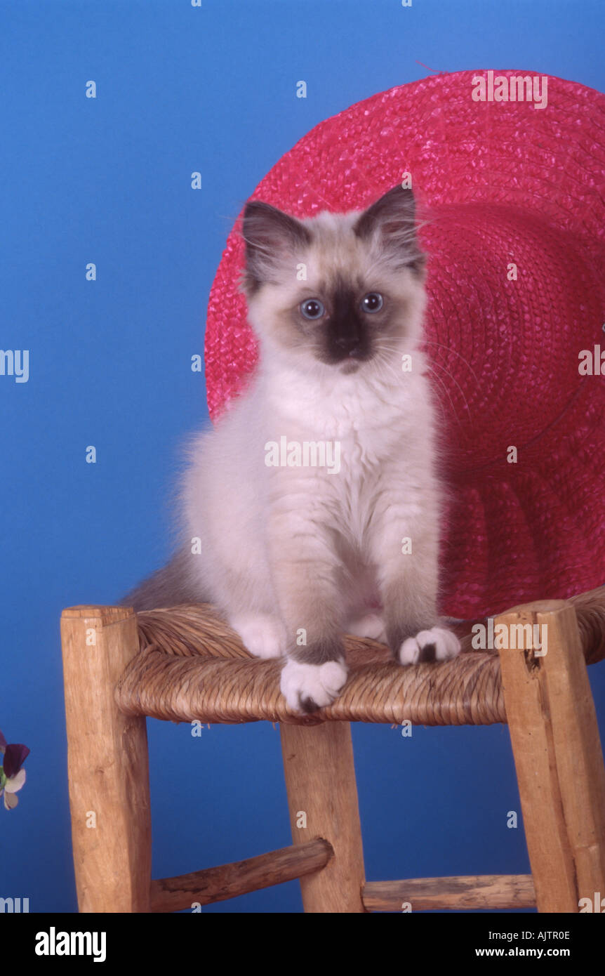 kitten Sealpoint Mitted Ragdoll blue eyes sitting on rustic child s ...