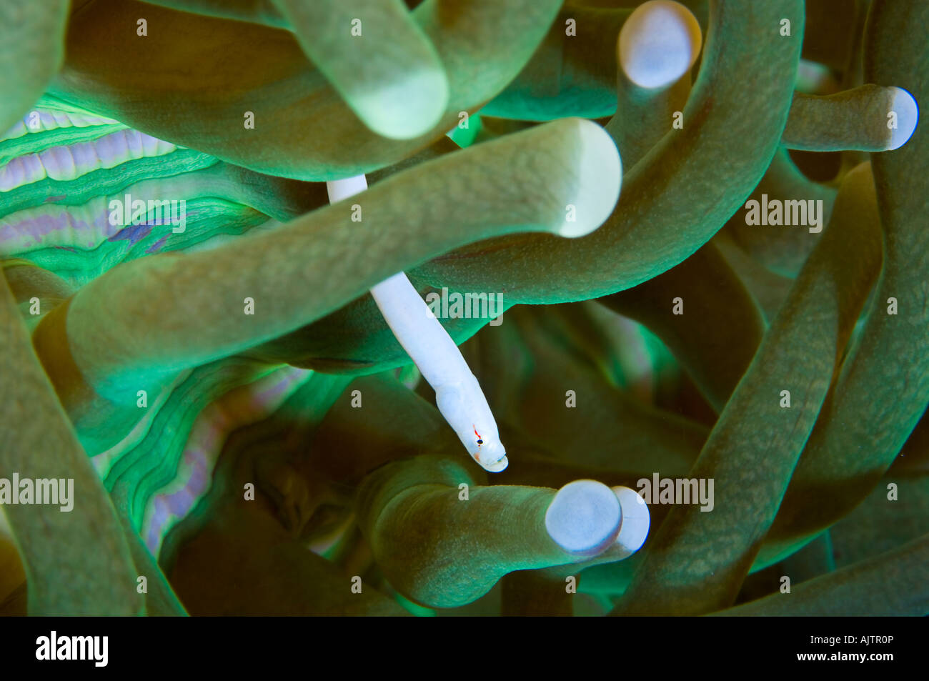 Mushroom coral pipefish hi-res stock photography and images - Alamy