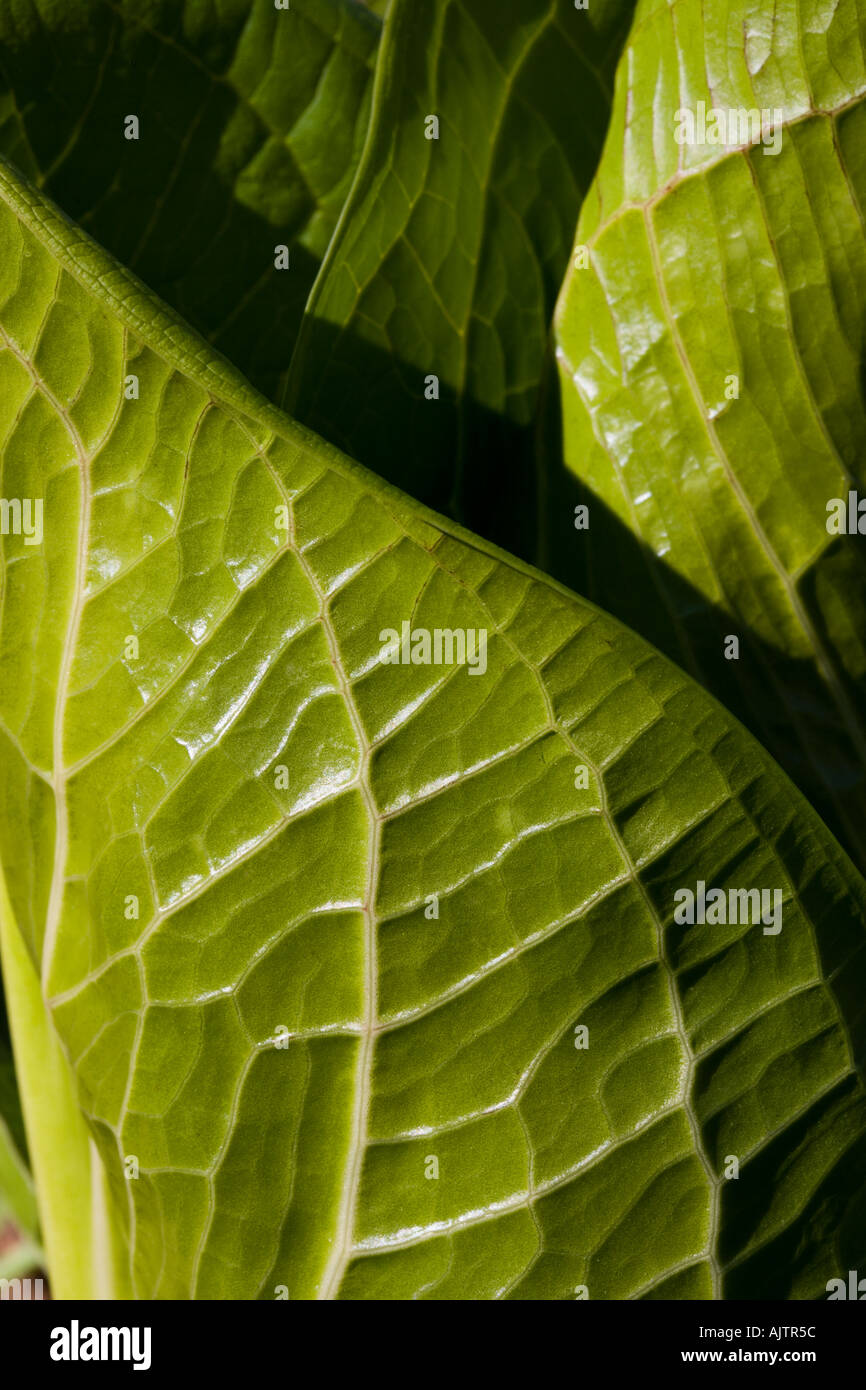 The veiny leaves of skunk cabbage Symplocarpus foetidus in a forested ...