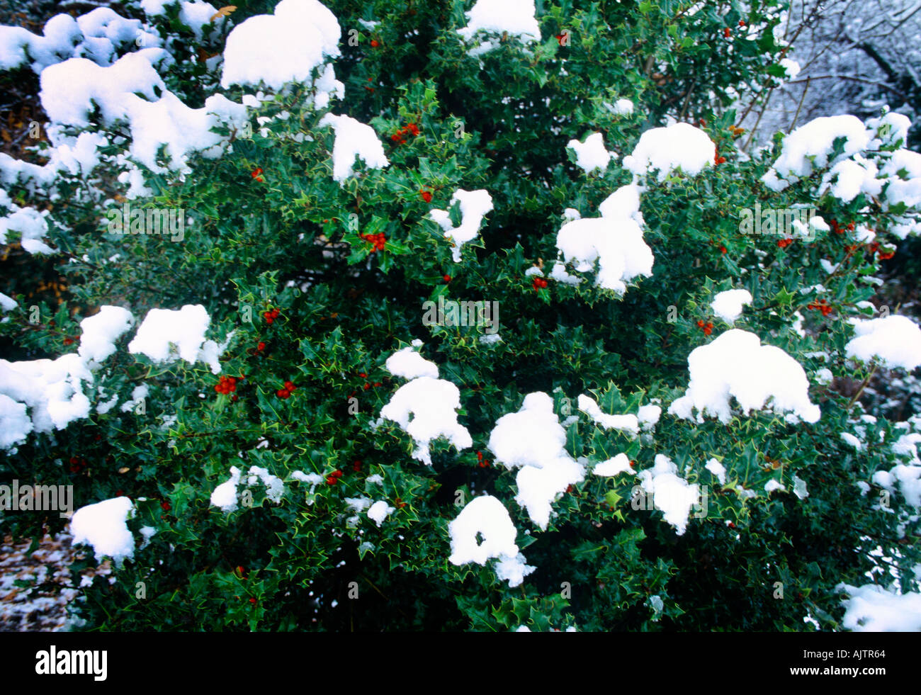 On holly bush hi-res stock photography and images - Alamy