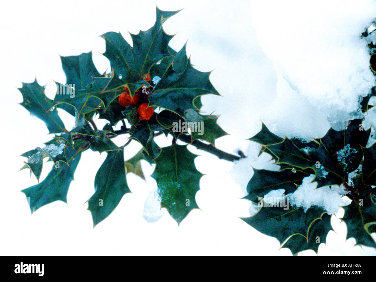 Snow On Holly Bush Stock Photo - Alamy