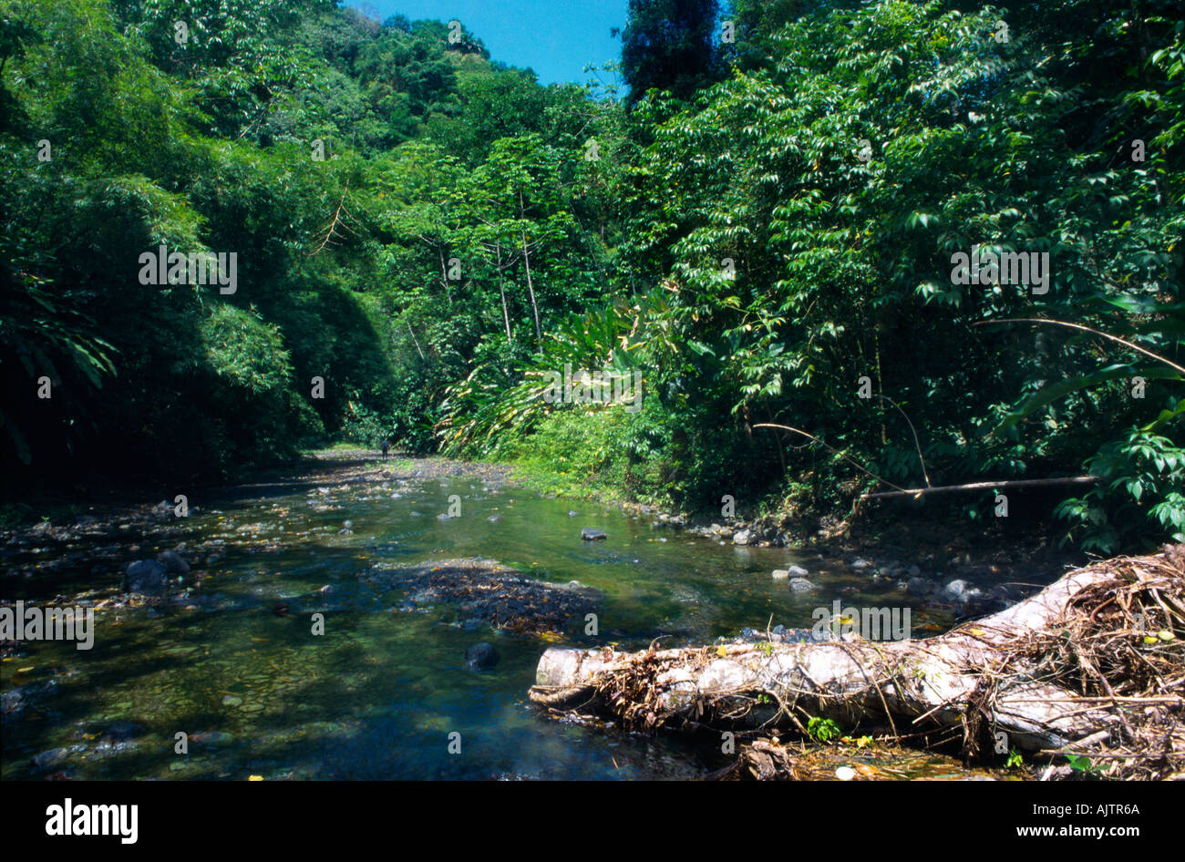 Trinidad and tobago river hi-res stock photography and images - Alamy
