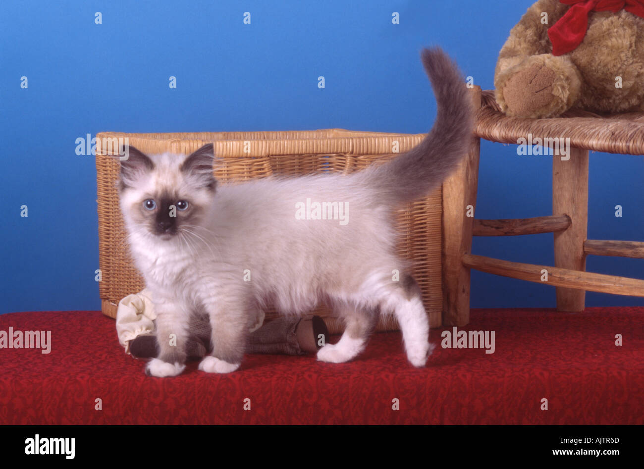 kitten Sealpoint Mitted Ragdoll blue eyes standing by straw basket and ...