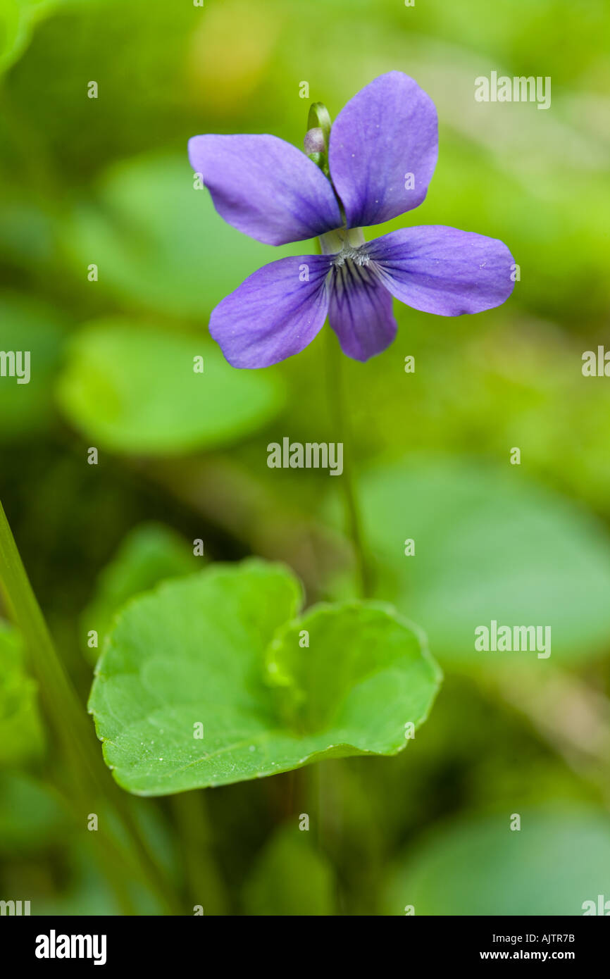 Common blue violets Viola papilionacea growing next to Gulf Brook in ...
