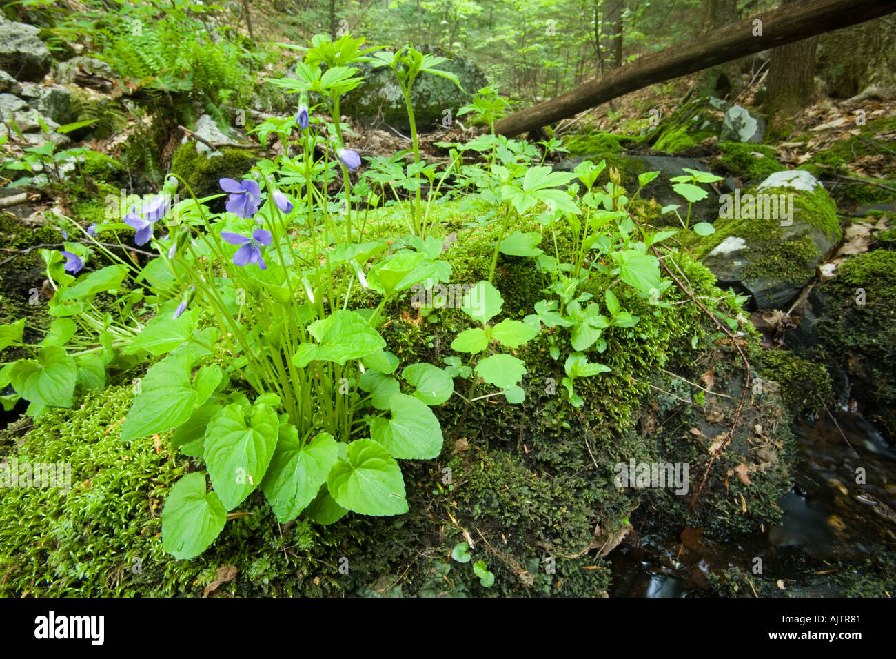 Common blue violets Viola papilionacea growing next to Gulf Brook in ...