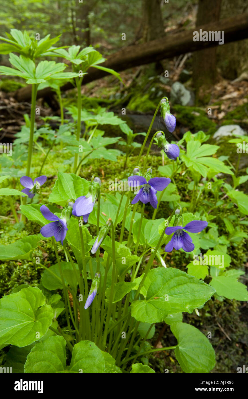 Viola papilionacea hi-res stock photography and images - Alamy