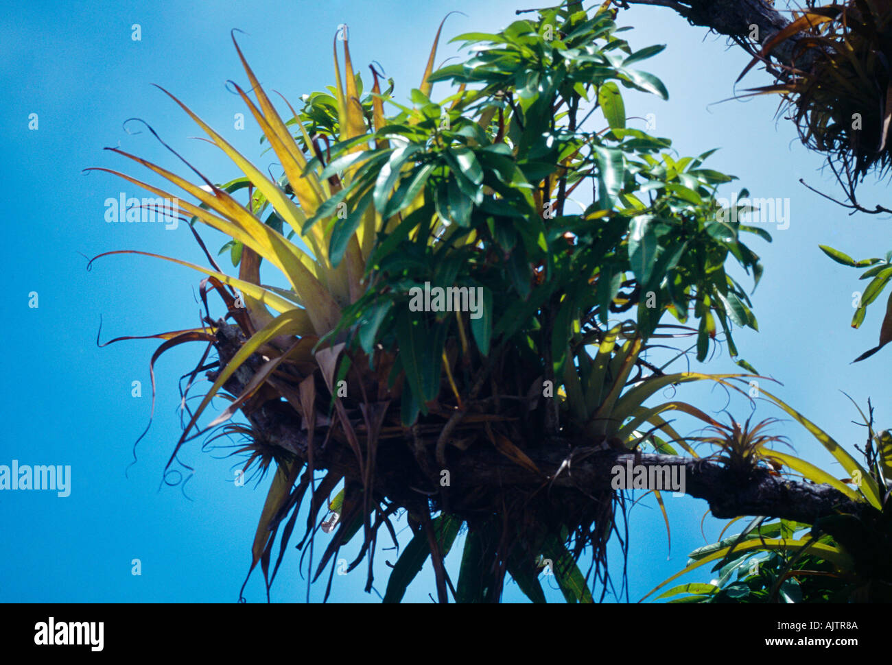 Fig Tree Hill Antigua Rainforest Plants Growing On Tree Bromaliad Stock ...