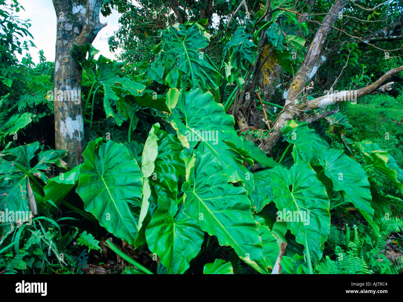 St Kitts Rainforest Leaves Spread Out to Maximize on Sunlight Stock ...