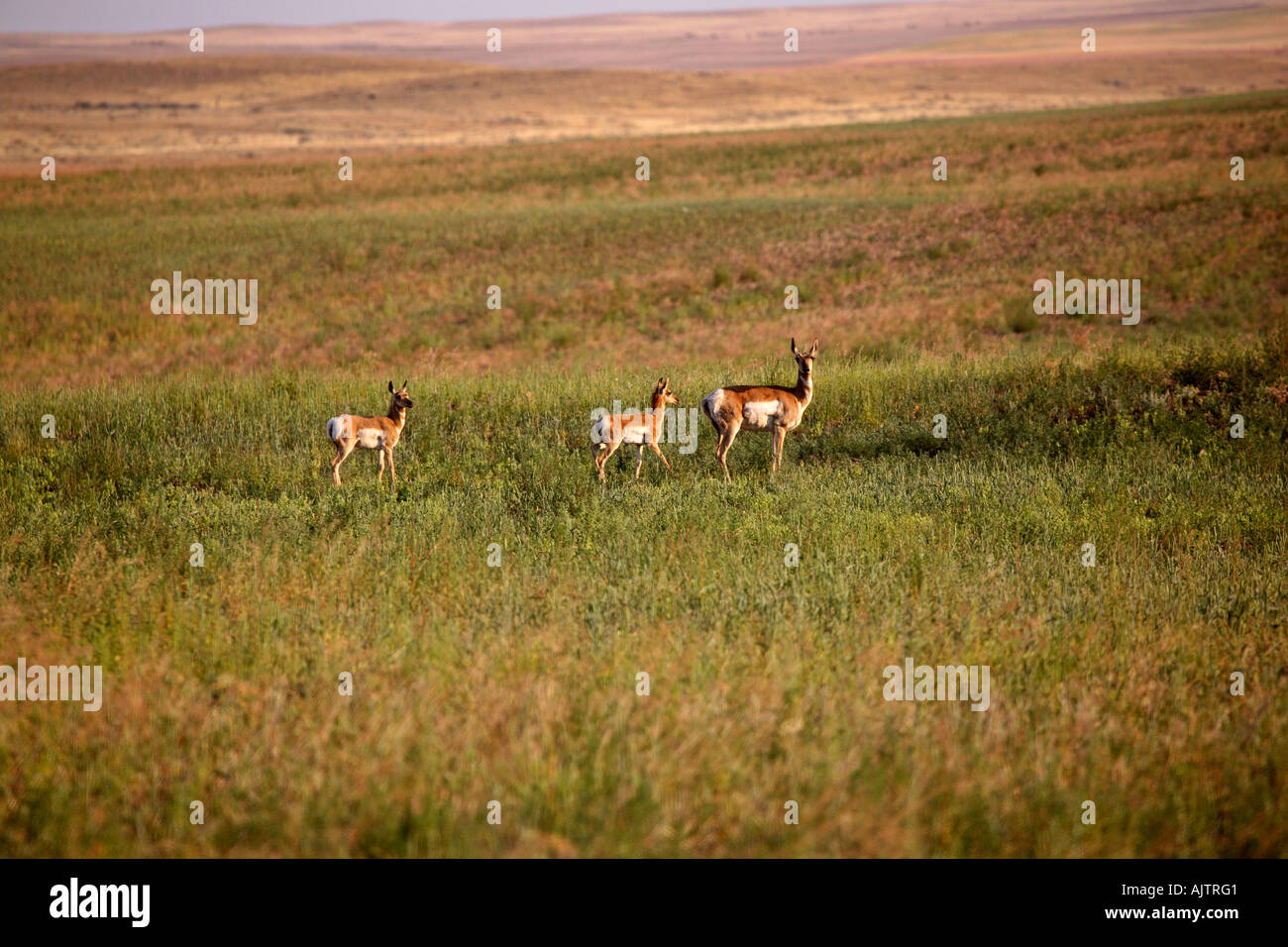 Female and its two young Pronghorn Antelopes on grazing range in ...