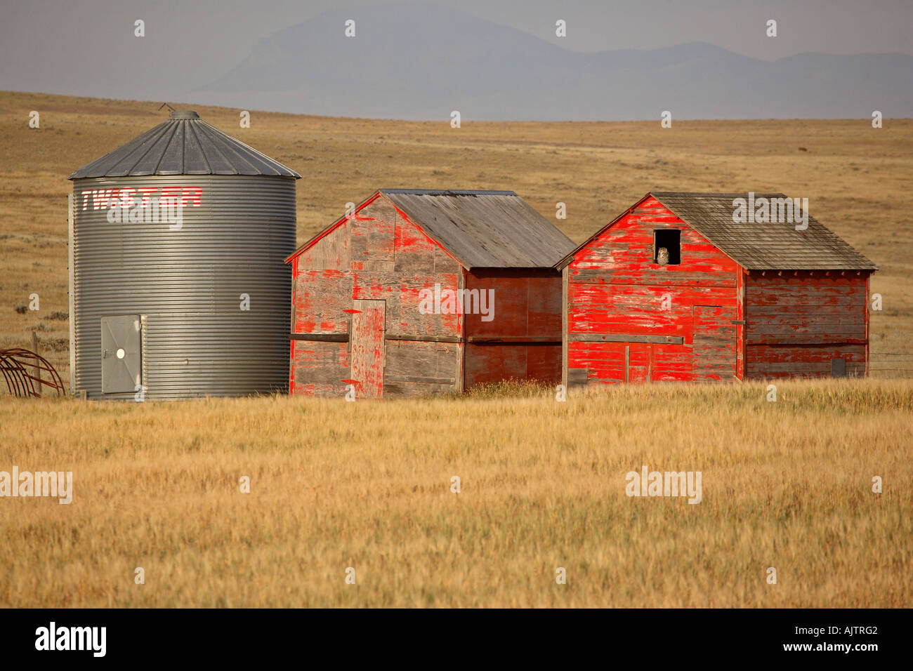 Great Horned Owl fledgling in granary window in southeast Alberta ...