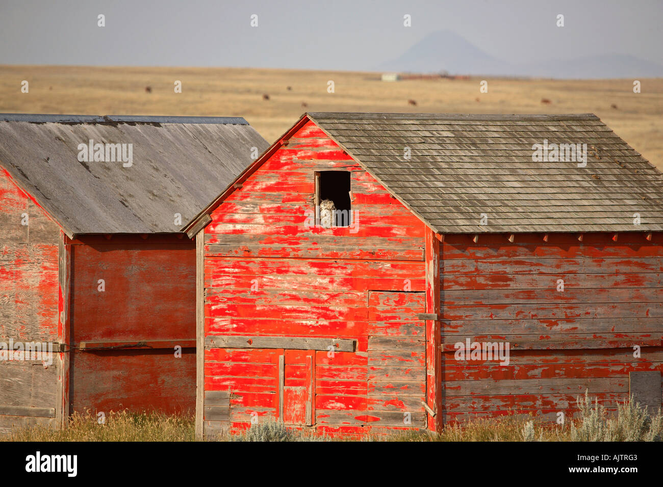 Great Horned Owl fledgling in granary window in southeast Alberta ...