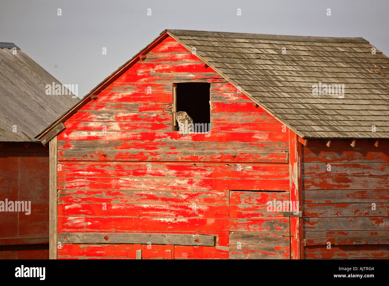 Great Horned Owl fledgling in granary window in southeast Alberta ...
