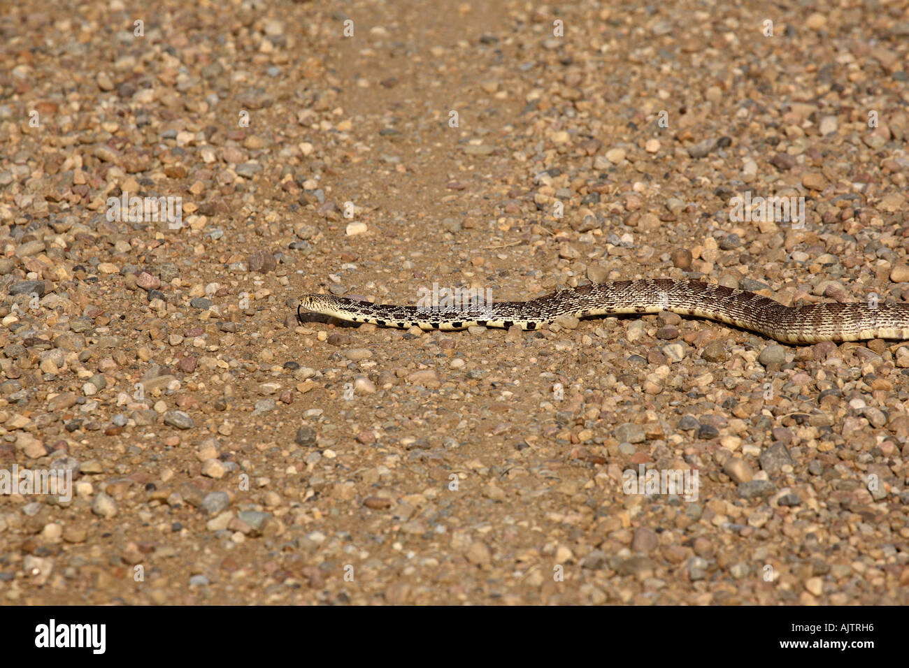 Gopher snake crossing Border Road in southeast Alberta Canada Stock ...