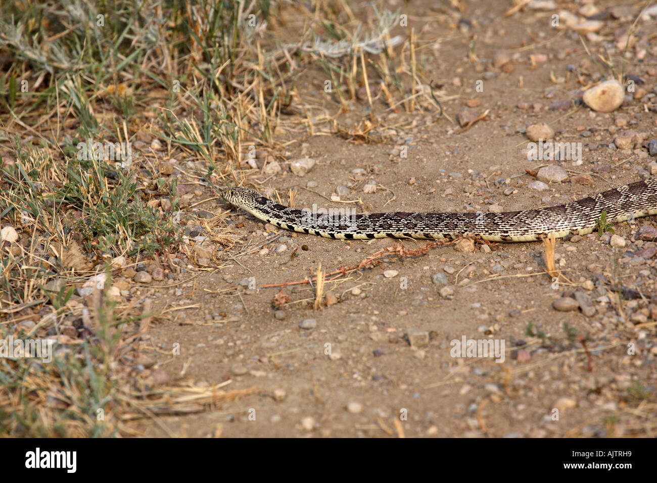 Gopher snake crossing Border Road in southeast Alberta Canada Stock ...