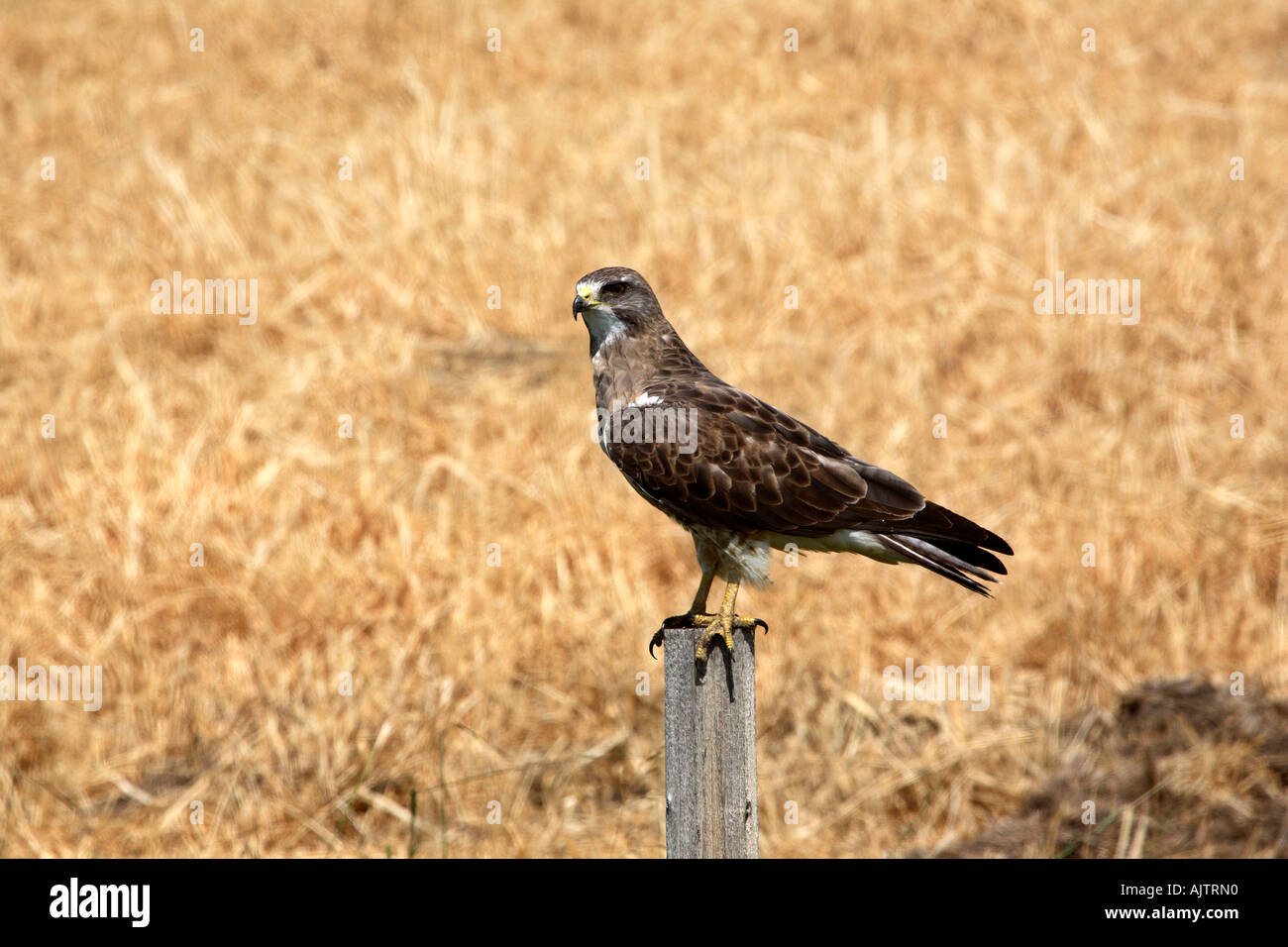 Swainson's Hawk on fence post in southwestern Alberta Canada Stock ...