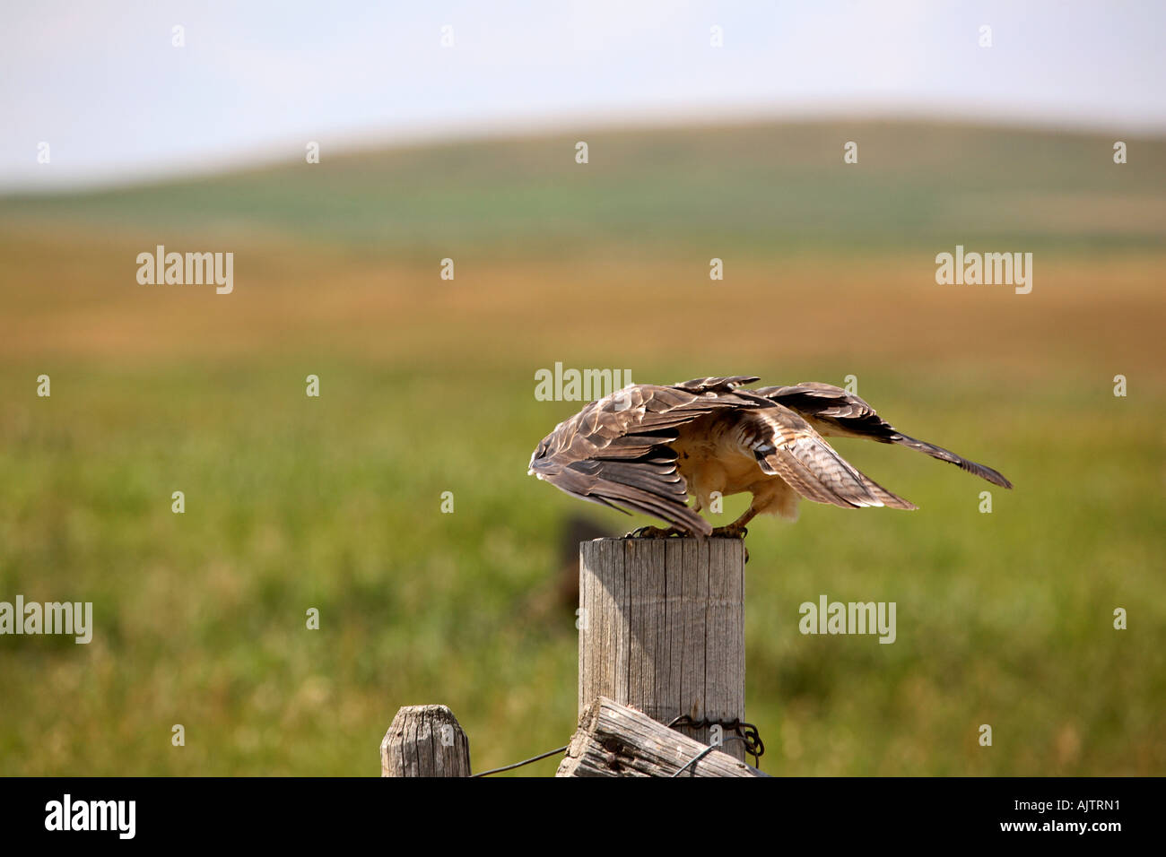 Swainson's Hawk on fence post in southwestern Alberta Canada Stock ...