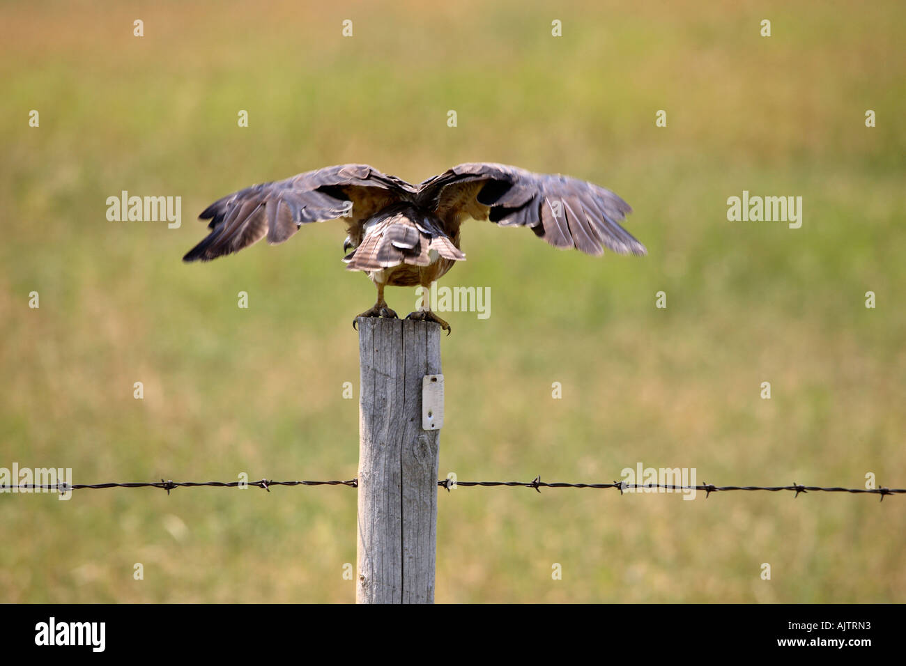 Swainson's Hawk on fence post in southwestern Alberta Canada Stock ...