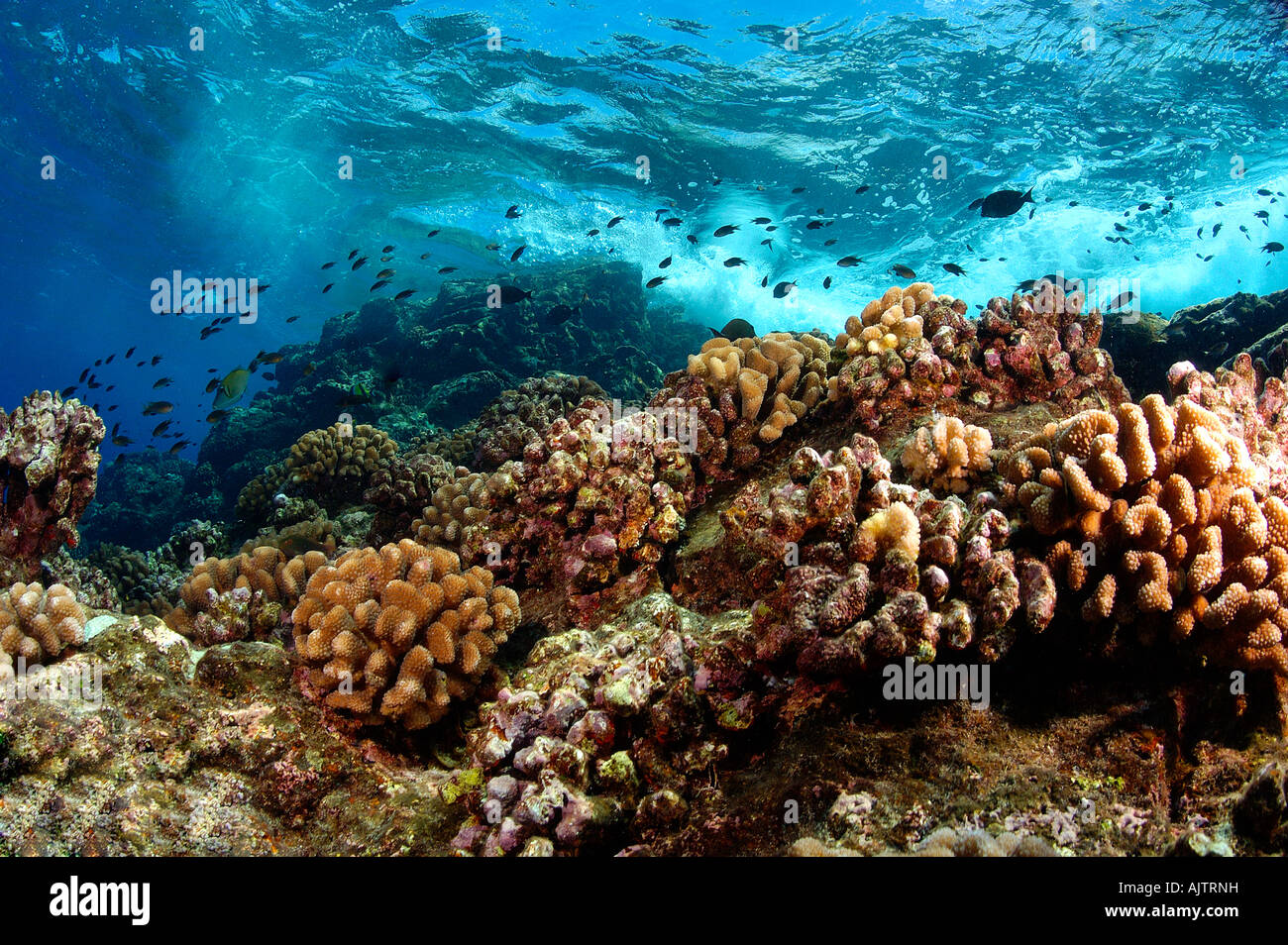 Hawaii coral hi-res stock photography and images - Alamy
